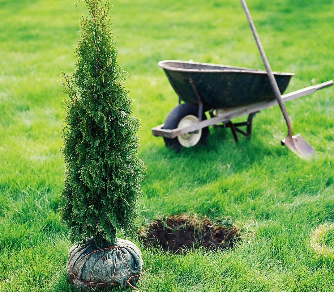 Ken’s Quick Tip: How to Plant a Healthy Tree – Village Green Lawn and Pest