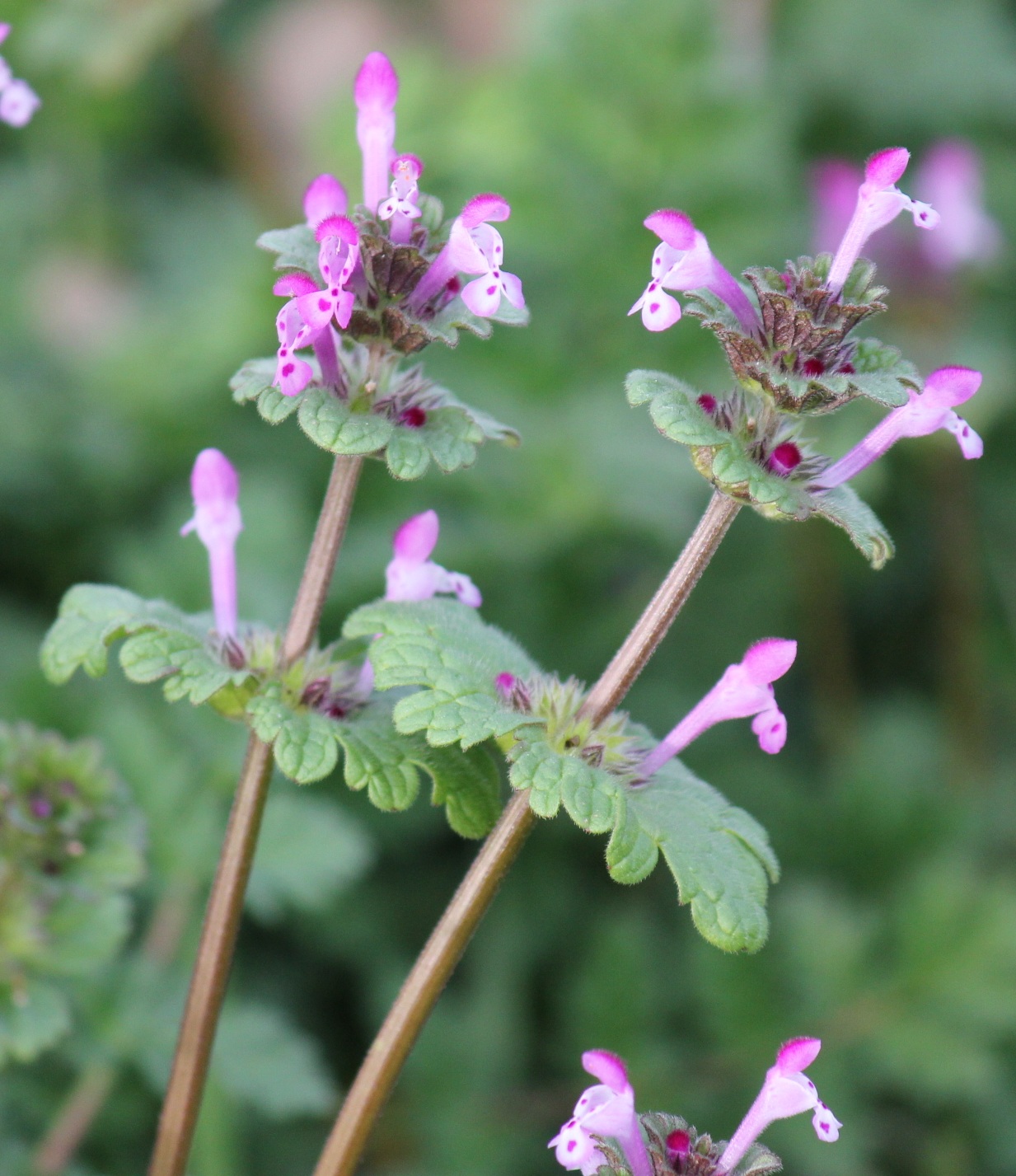 Henbit: A Sure Sign Spring is Near in North Texas – Village Green Lawn ...