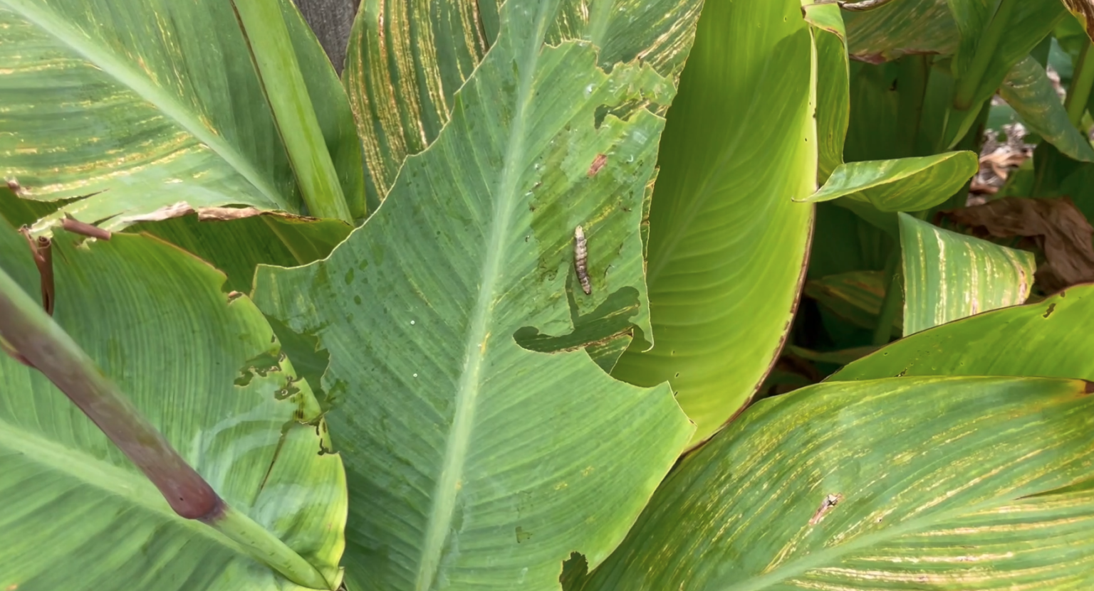 What To Do If You Have Leaf Cutter Caterpillars – Village Green Lawn ...