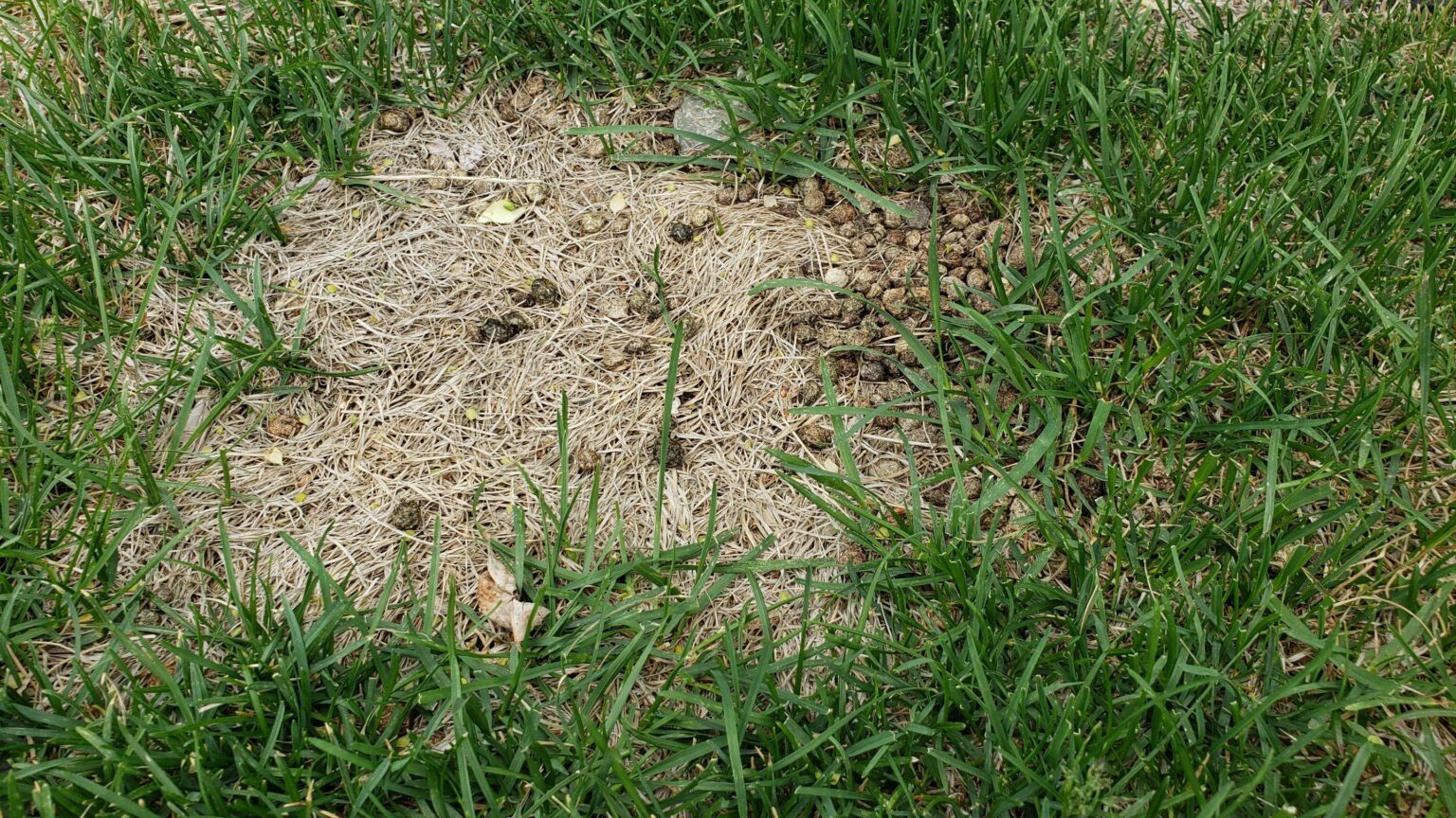 How to Spot & Treat Rabbit Damage in your Lawn – Village Green Lawn and ...