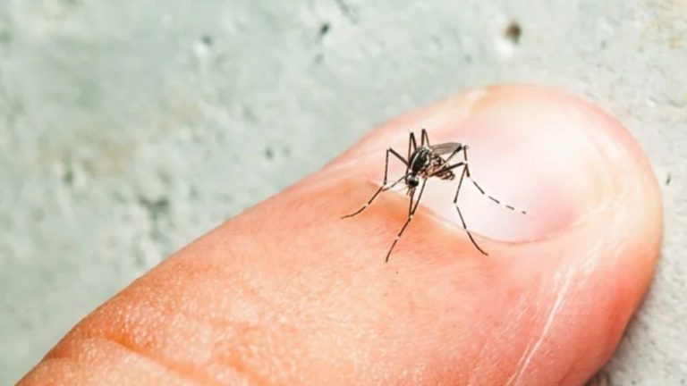 Mosquito 411: North Texas Species and Their Habitats – Village Green ...