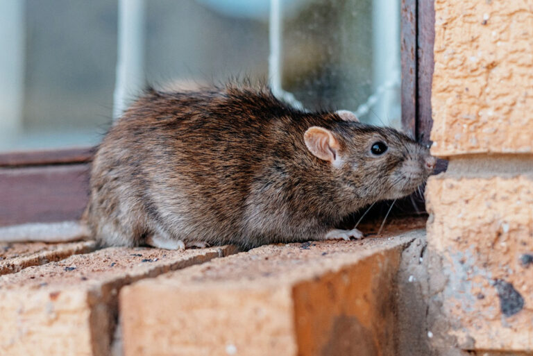 Protect Your North Texas Home from Costly Rodent Damage – Village Green ...