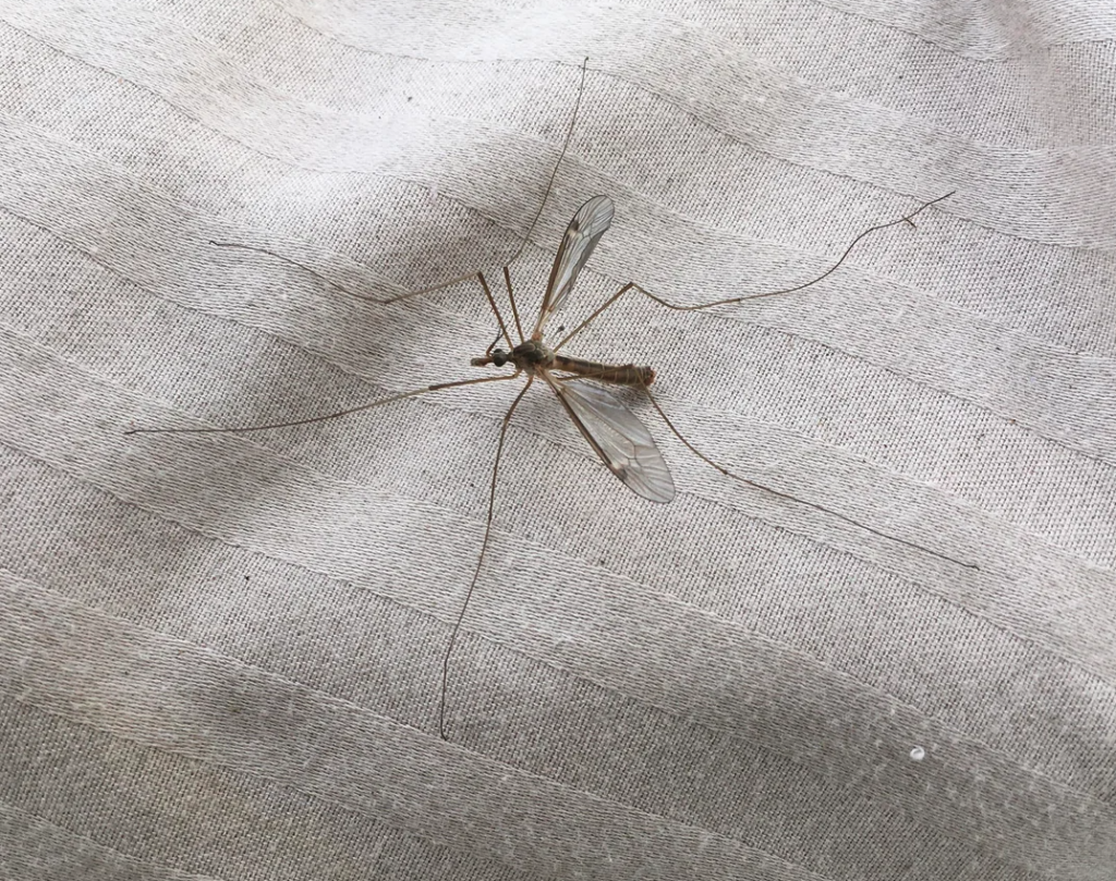 Crane Flies vs. Mayflies: Those “Giant Mosquitoes” Aren’t What You ...